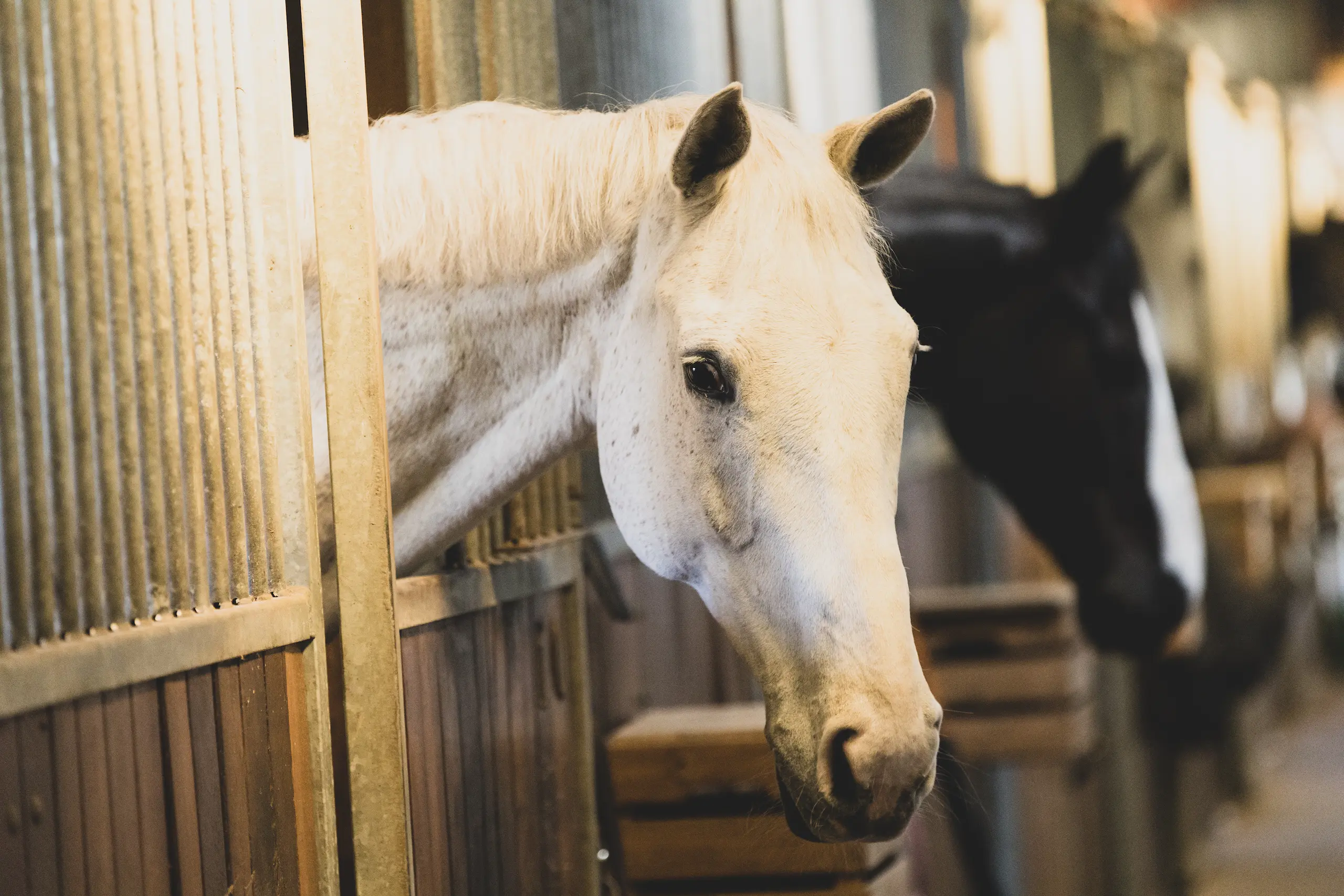 Ophold med mulighed for behandling, spa & rehab til din hest